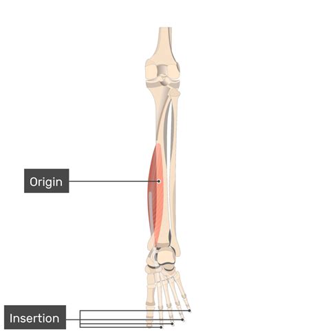 Flexor Digitorum Muscle