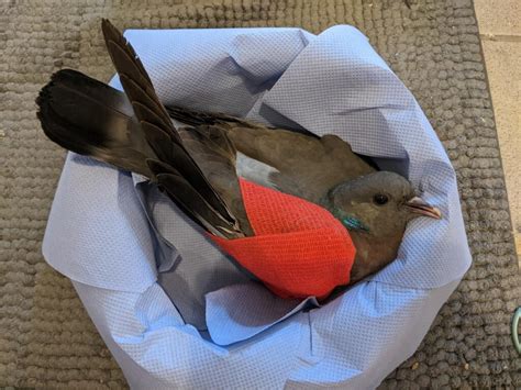 Taubenarten Unterscheiden Johanna Hänßler