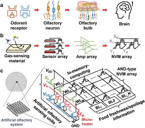 Biological Olfactory System And Proposed Artificial Olfactory System Download Scientific