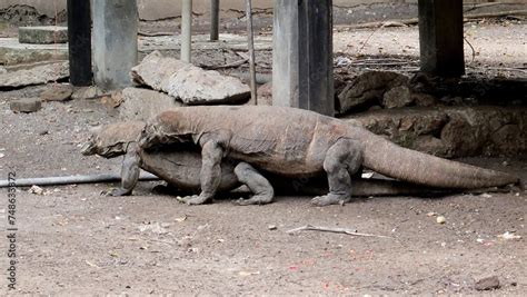 Two Komodo Dragon Mating On Top Of Each Other At The Kitchen Area In Komodo Island National Park