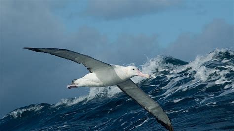 Wandering Albatross Wallpaper