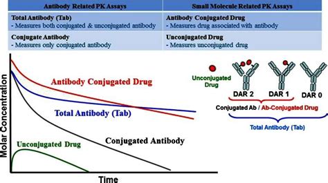 Pharmacokinetics Considerations For Antibody Drug Conjugates Creative
