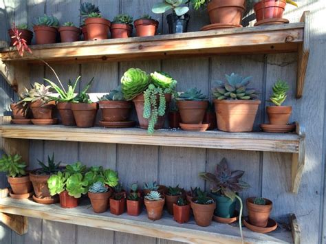 Succulent Propagation Tips And Tricks