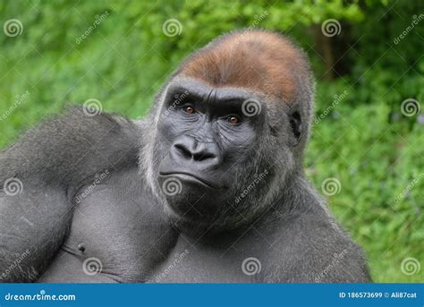 Gorila De Gran Simio Imagen De Archivo Imagen De Ojos 186573699