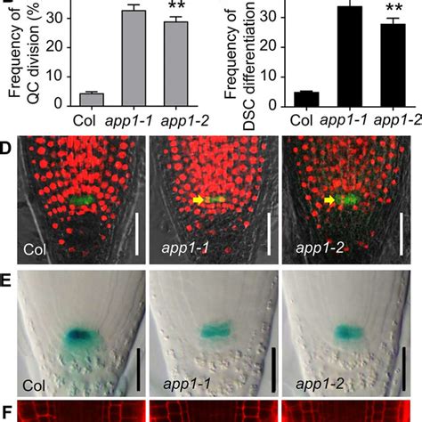 Pdf A P Loop Ntpase Regulates Quiescent Center Cell Division And Distal Stem Cell Identity