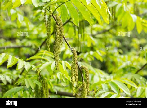 The Branch Of Manchurian Nut Tree Juglans Mandshurica With Catkins