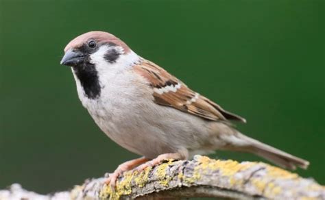 Tree Sparrow Vs House Sparrow Key Differences Explained Binocular Base