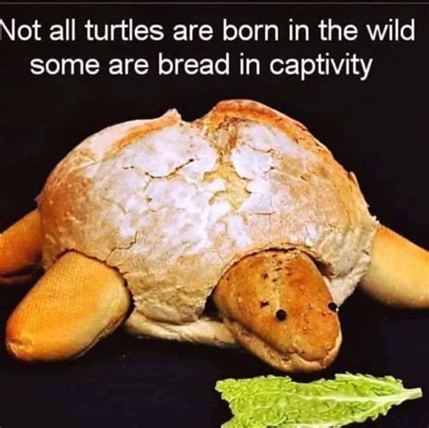 I Mean Hes A Bread Turtle Rpuns