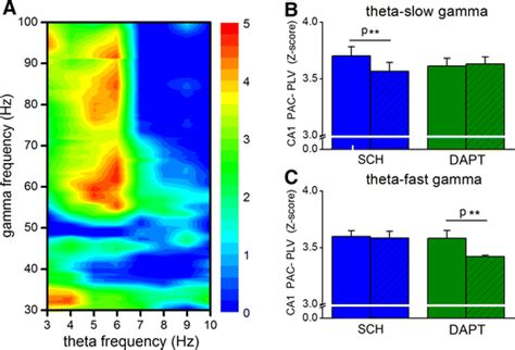Pac Plv Analysis For Theta Gamma Cross Frequency Coupling In The Vca1