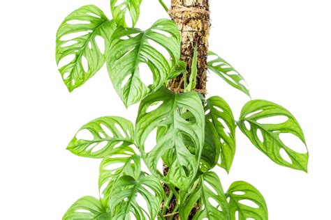 How To Train Monstera To Climb Seven Easy Steps Foliage Friend