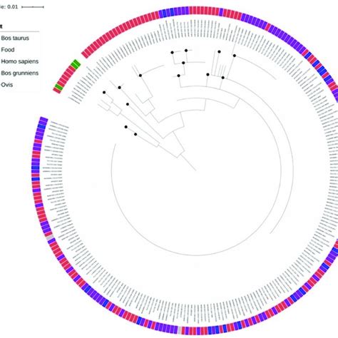 Iq Tree Phylogenetic Reconstruction Obtained From The Multiple Download Scientific Diagram
