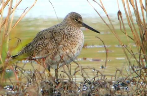 Willet Description Habitat Image Diet And Interesting Facts
