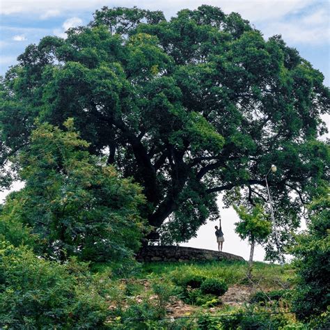 여행에미치다 🌳소덕동 팽나무 보고 왔어요🐳 🗣️영우 말대로 운동화 필수인 작은 언덕에 거대한