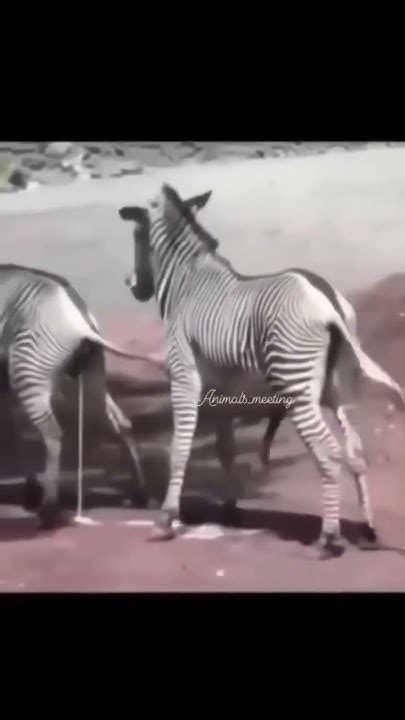 Zebra Mating Youtube