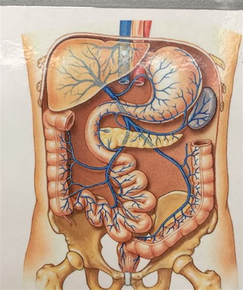 Hepatic Portal System Diagram Quizlet