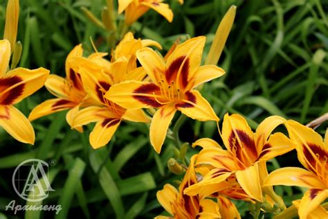 Купить Лилейник (Hemerocallis) с доставкой почтой в интернет-магазине ...