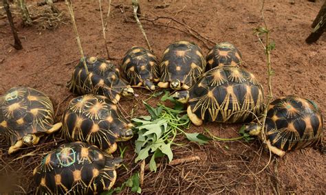 The Radiated Tortoise A Jewel Of Madagascar S Wildlife Tortoise Species