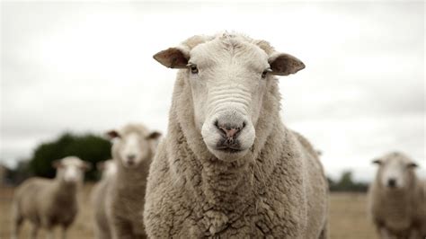 Sheep Sexually Assaulted By Fresno State Student Police Say Abc13