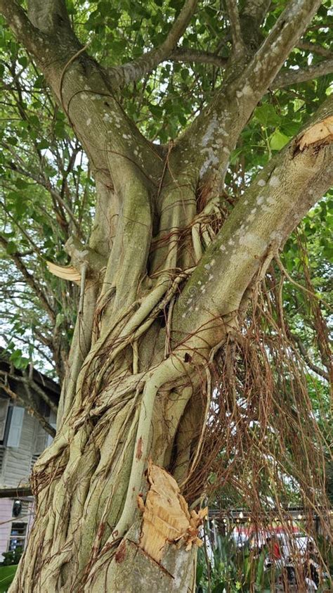 Ficus Religiosa Tree With Invasive Roots Sprouting From The Trunk