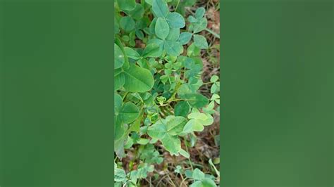 다섯잎 클로버 네잎클로버 Youtube