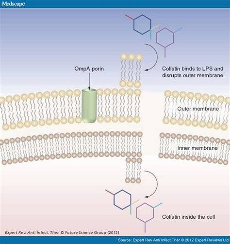 Colistin In The 21st Century Colistin An Update On The Antibiotic Of