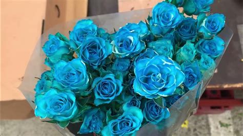 염색 파랑 미니장미 생화 꽃집 꽃집창업 꽃값 온라인꽃시장 온라인꽃도매 인터넷꽃시장 인터넷꽃도매 서울꽃시장 꽃농장 꽃배송 생화배송 생화도매 생화택배 꽃배달 생화배달 생화주문