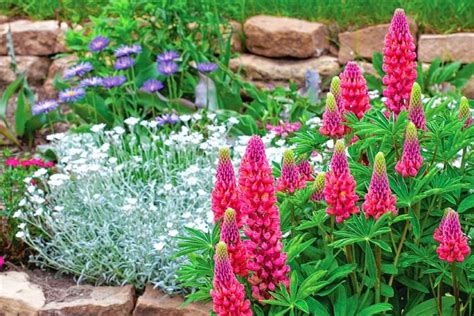 Como Plantar Tremoceiro Horta Em Casa