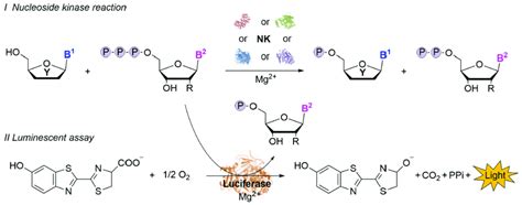 Scheme 1 Principle Of The Luminescent Assay The Residual Phosphate