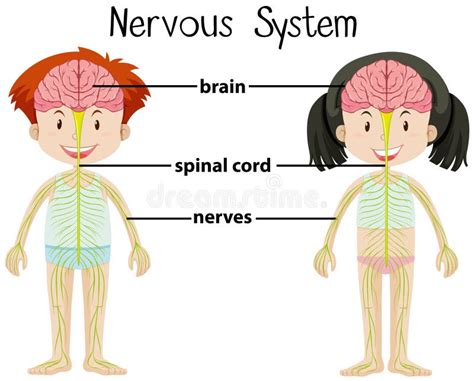 Nervous System Of Boy And Girl Stock Vector Illustration Of Drawing
