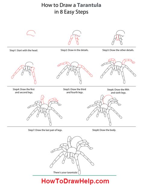 Spider Drawing Easy Step By Step DRAWING IDEAS