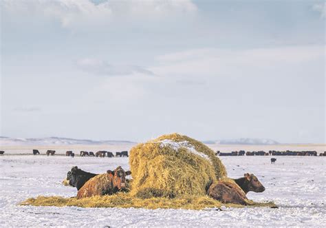 Understand The Five Ws Of Feed Tests The Western Producer