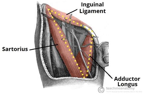 Femoral Triangle Mnemonics