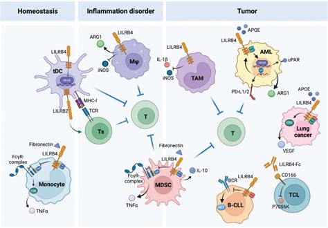 Lilrb4 An Immune Checkpoint On Myeloid Cells Pmc