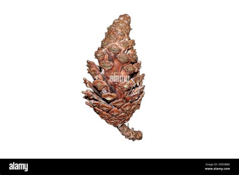 Caribbean Pine Cone Pinus Caribaea Isolated On White Background