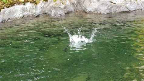 Sol Duc Falls And Salmon Cascades Casual Trekkers