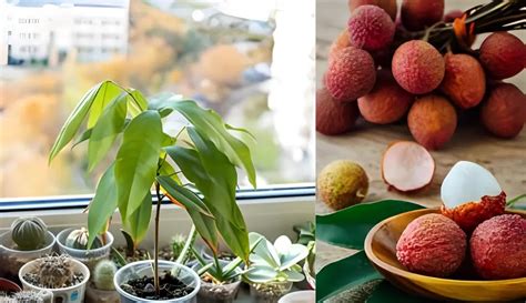 How To Grow Lychee At Home A 5 Step Guide Herzindagi