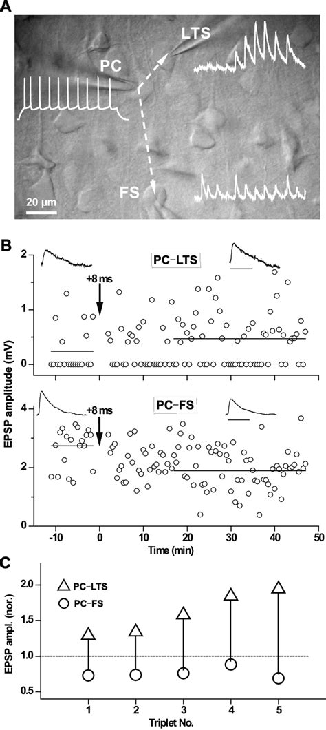 triplet recordings showed target cell specific stdp of divergent