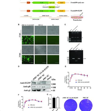 Fosmid Library Construction For The Pseudorabies Virus Shuangcheng Download Scientific