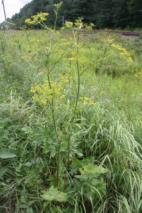 wild parsnip ontario invasive plant council
