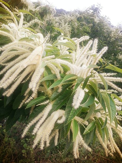 [식물]밤나무 식물 생물종 Bric