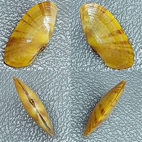 Moerella Donacina 3706233