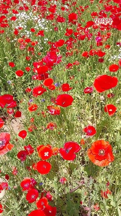 꽃양귀비가 정열적인 붉은 꽃잎을 자랑하네요 Youtube