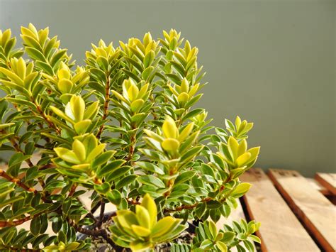 Hebe Venustula — Statement Trees