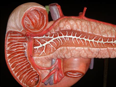 Pancreas Duodenum Diagram Quizlet