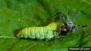 Assassin Bug On Make A GIF