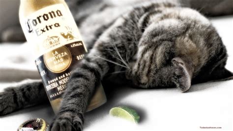 Fondos De Pantalla De Gatos Graciosos Fondosmil