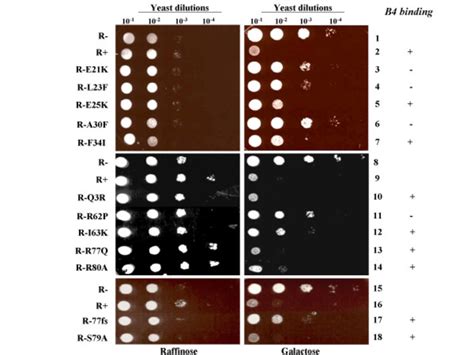 The Growth Arrest Activity Of Different Vpr Mutants S Cerevisiae Hp16
