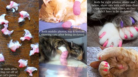 Petition · Animal Make Declawing Cats Illegal ·