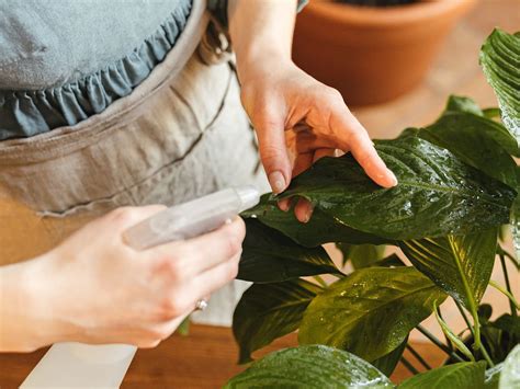 Hongos En Las Plantas Guía Total Sobre Tipos Síntomas Prevención Y