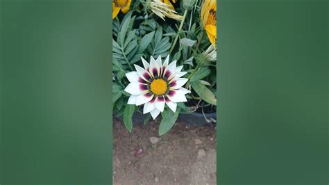 Beautifuldhaliya Flower 🌼 Youtube